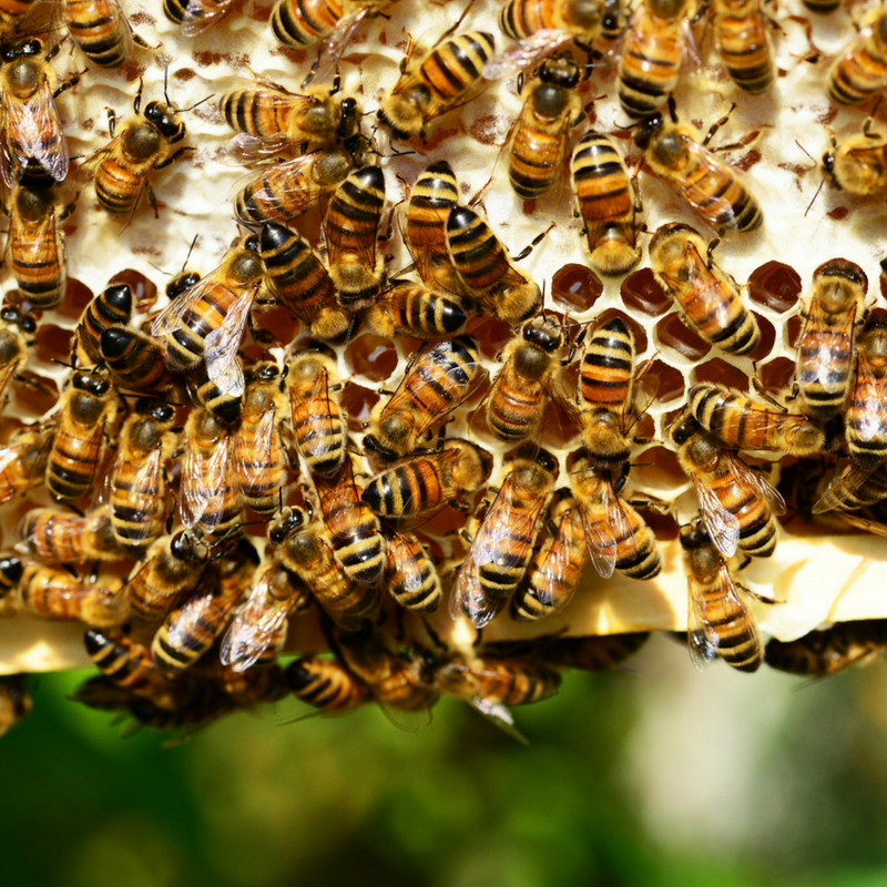 Six-Figure Beekeeping Biz Buzzes for Minnesota Couple | Side Hustle School