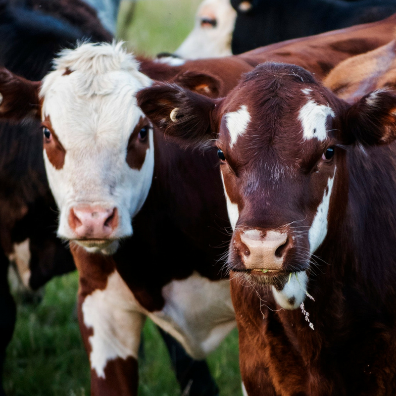 Agricultural Teacher Earns $200,000 Selling Lesson Plans | Side Hustle ...