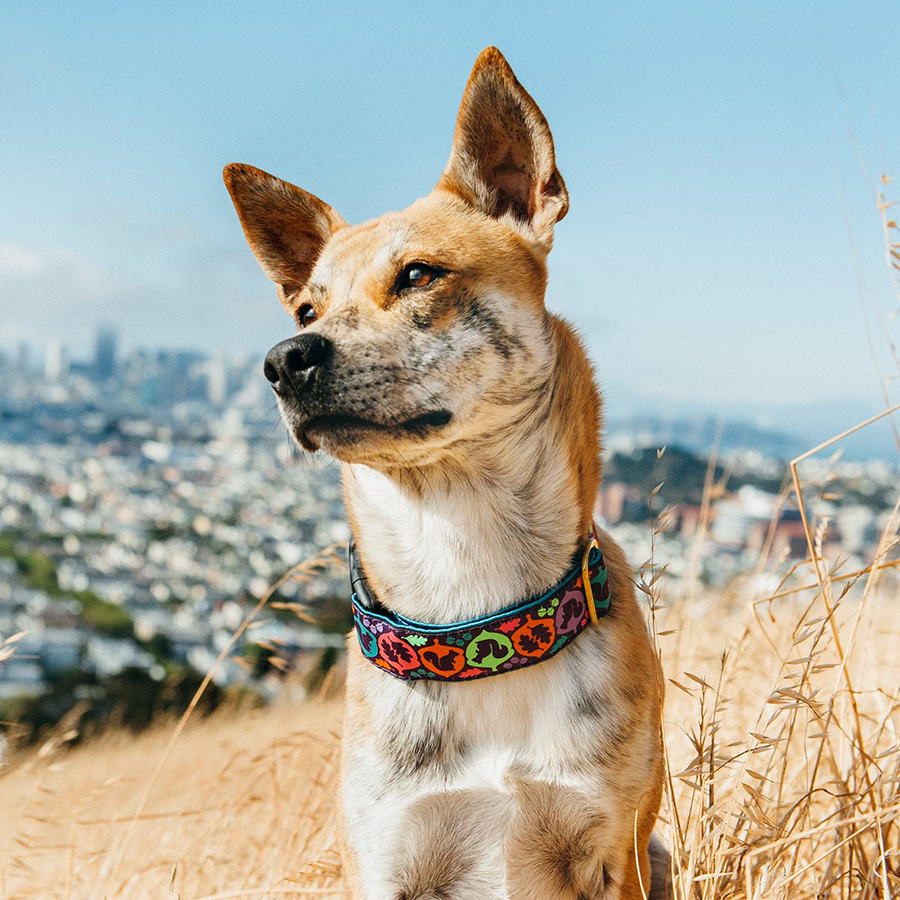 Electrical Engineer Rides Demand to Dog Collar Empire | Side Hustle School